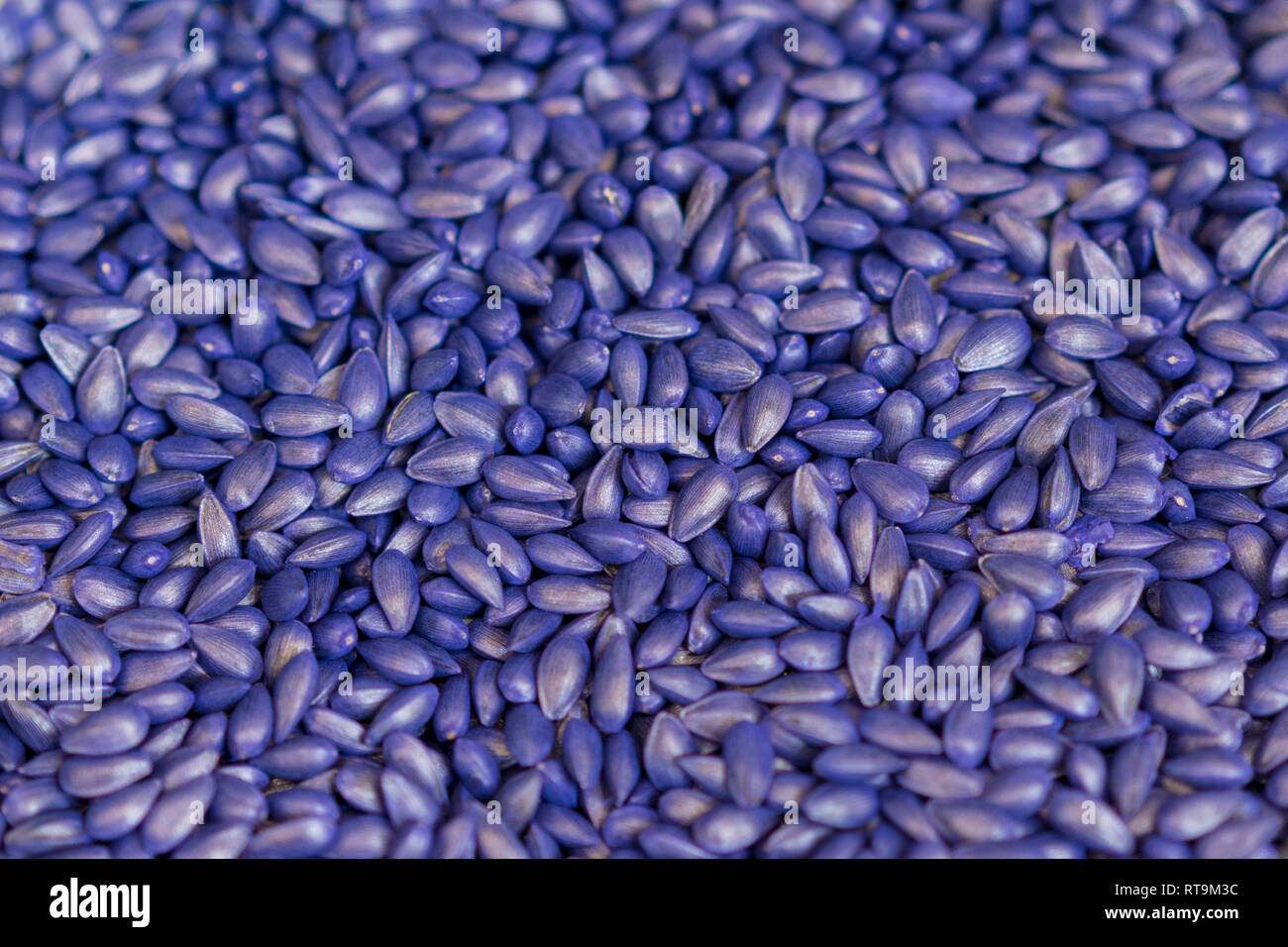 sunflower seeds for planting. Treated seeds for planting. Elite ...