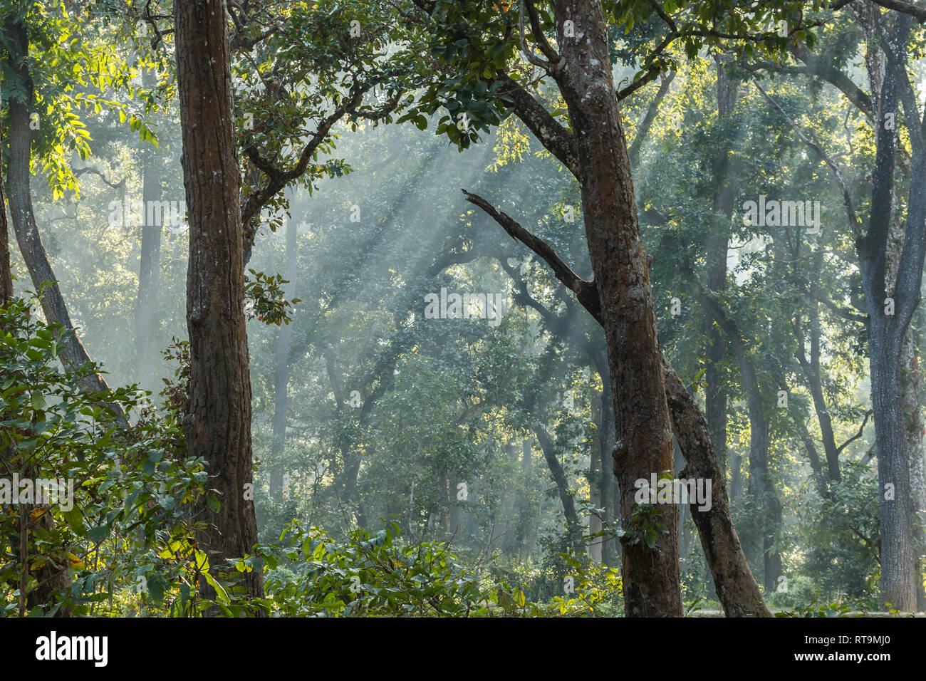 Rays of sunlight filter through the forest in Chitwan National Park ...