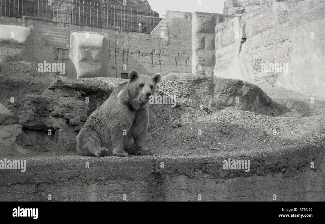 1950s, historical picture of 'Wojtek', a Syrian brown bear sitting ...