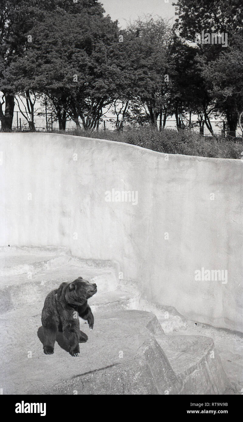 1950s, historical picture of 'Wojtek', a Syrian brown bear standing ...