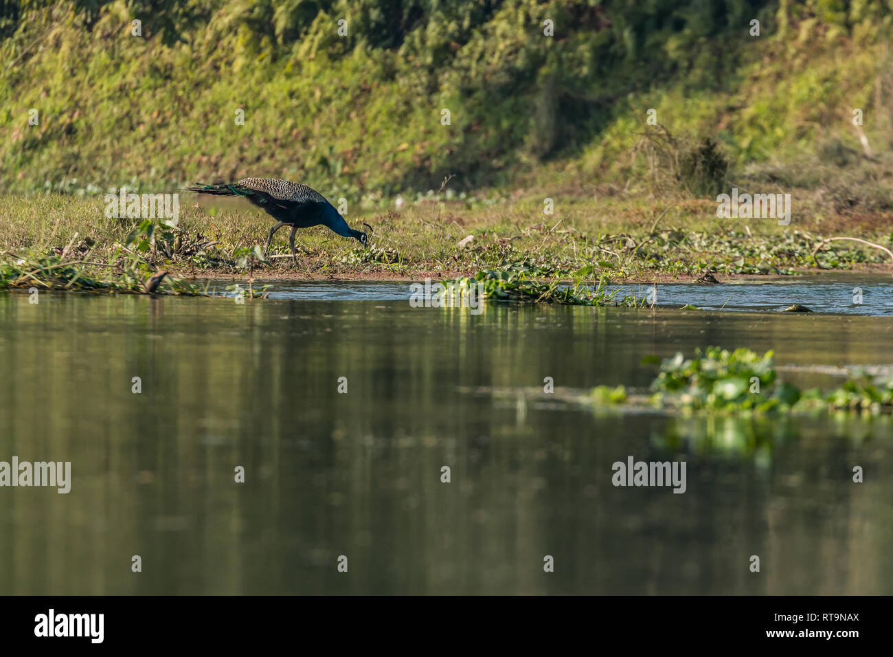 Wild peacock on a river in Chitwan National Park, Nepal Stock Photo - Alamy