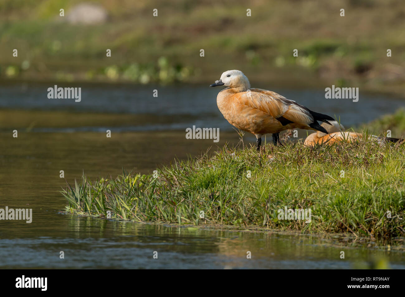 Wild birds on a river in Chitwan National Park, Nepal Stock Photo - Alamy