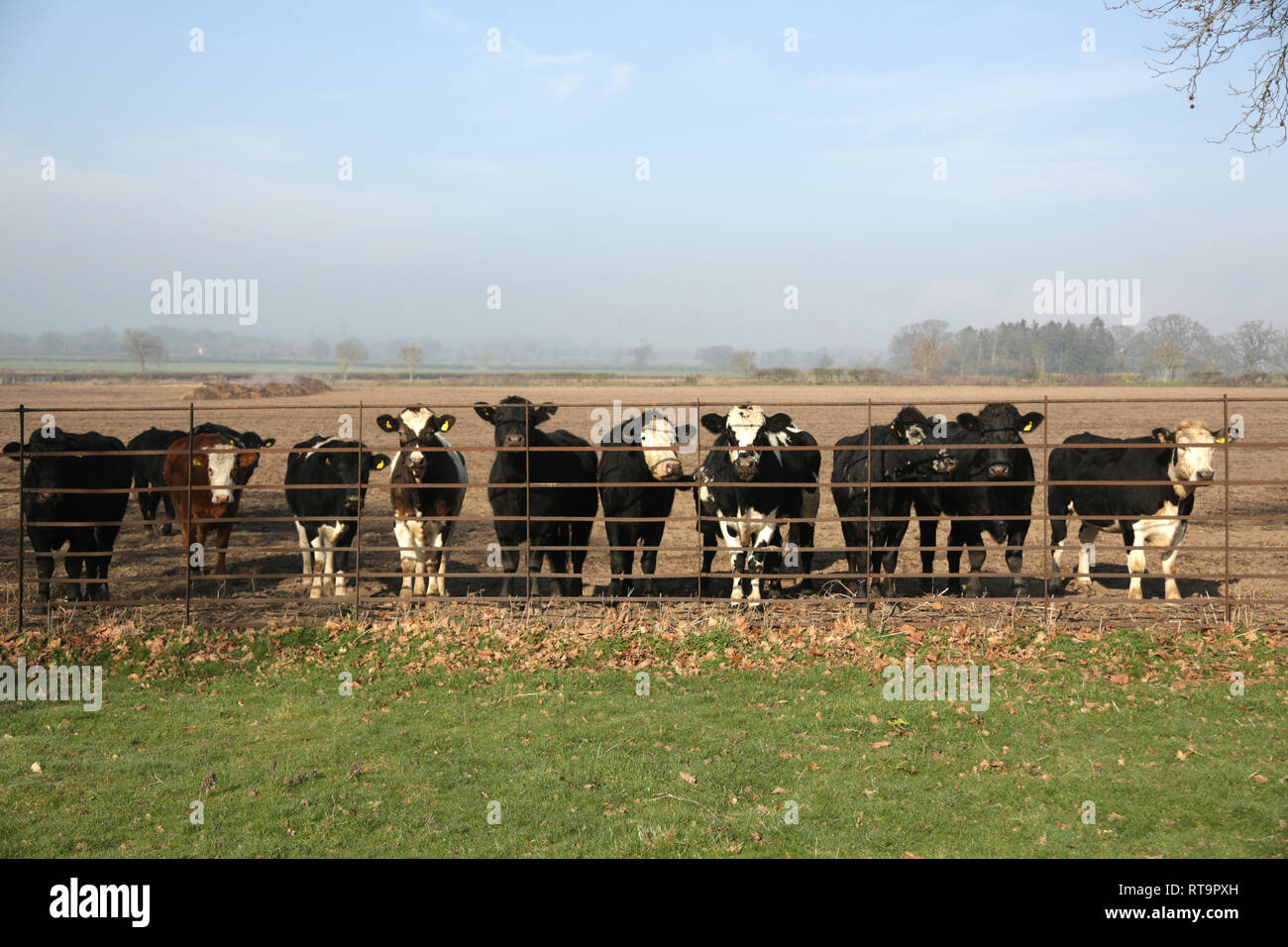 Multiple cows hi-res stock photography and images - Alamy