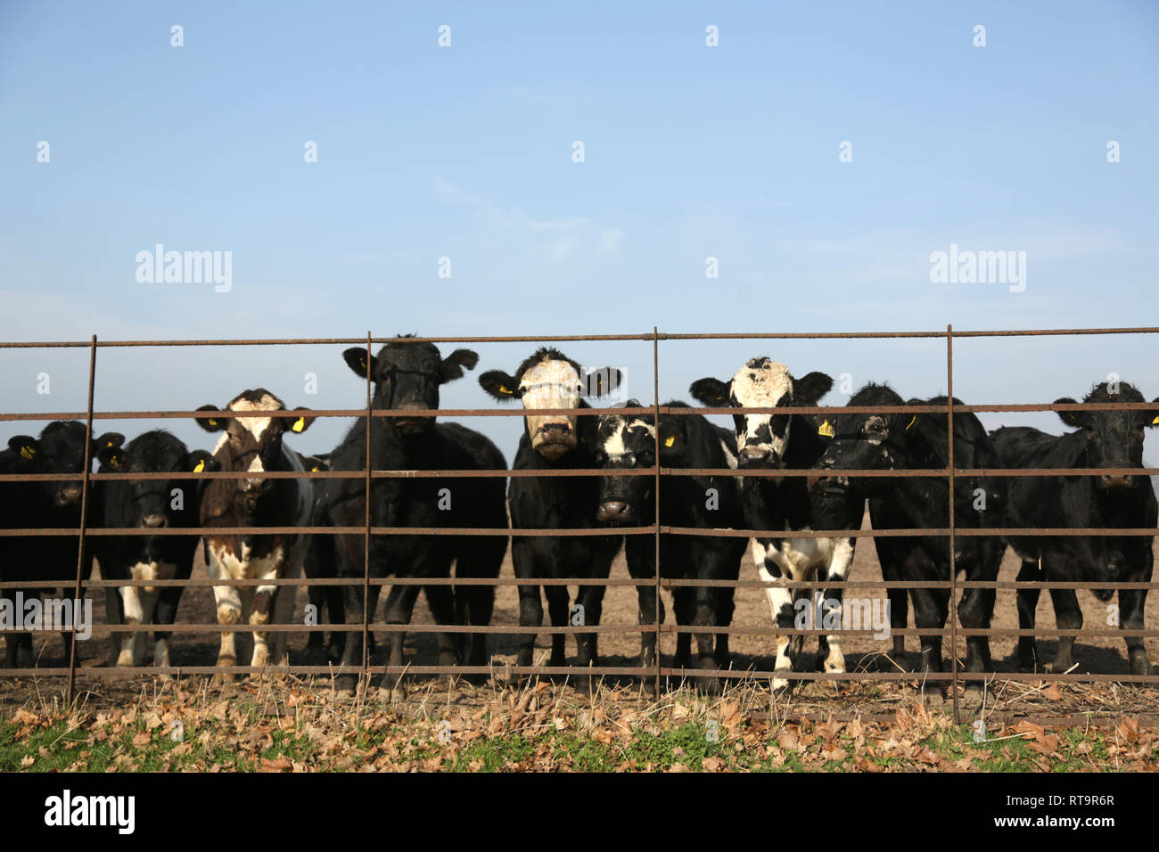 Multiple cows hi-res stock photography and images - Alamy