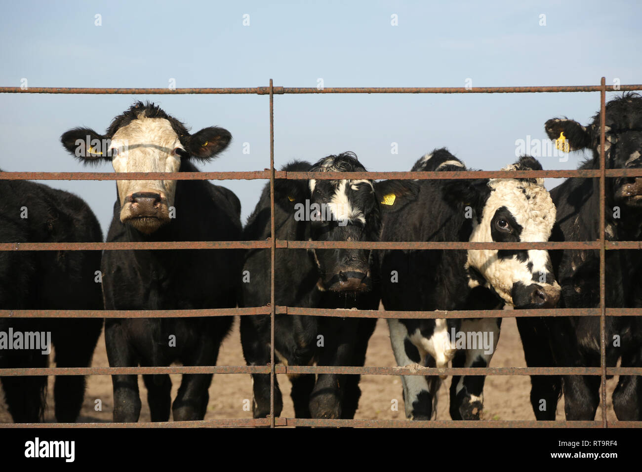 Multiple cows hi-res stock photography and images - Alamy
