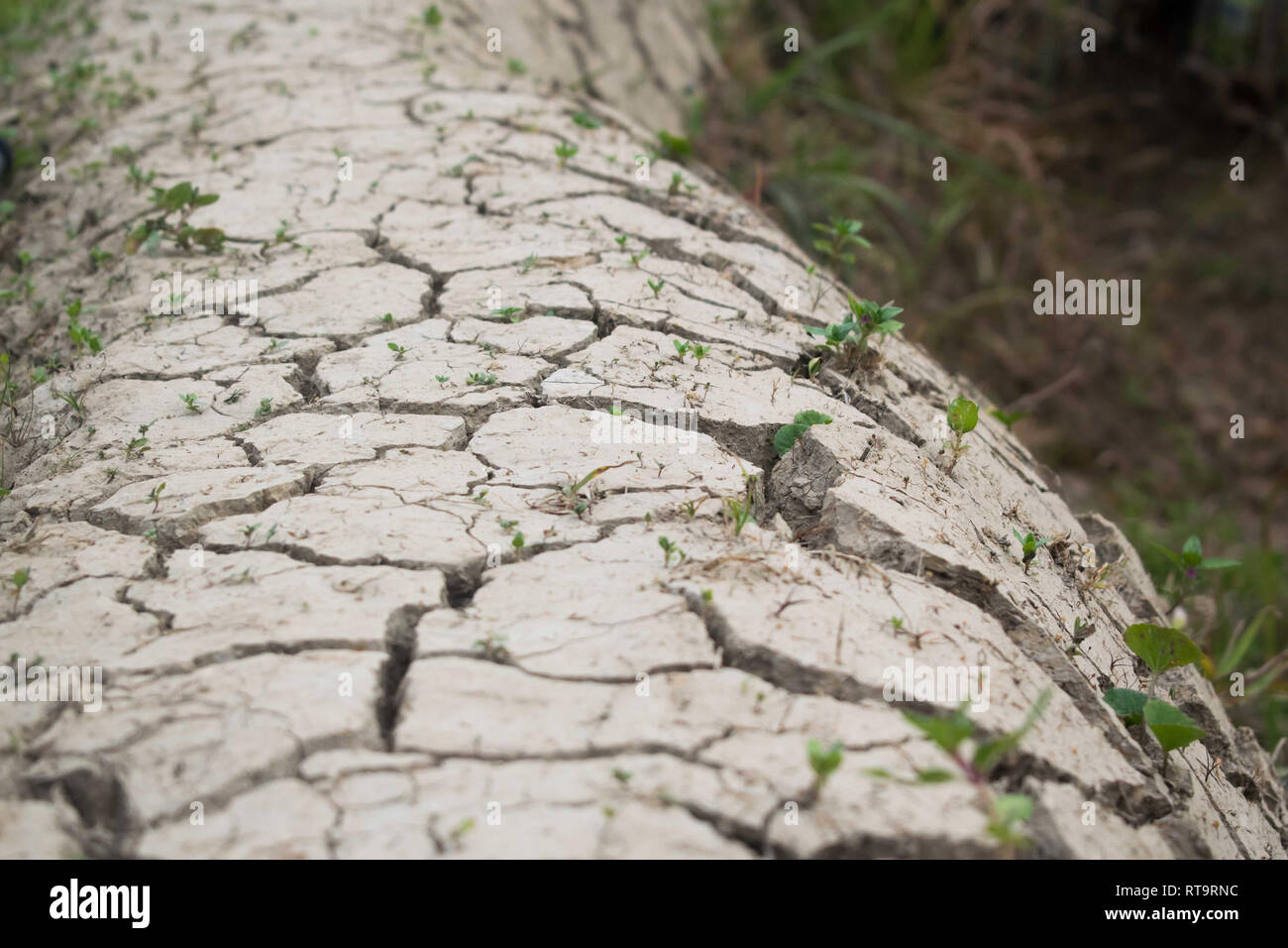 Dried cracked soil pathway on a field, rice field paths Stock Photo - Alamy