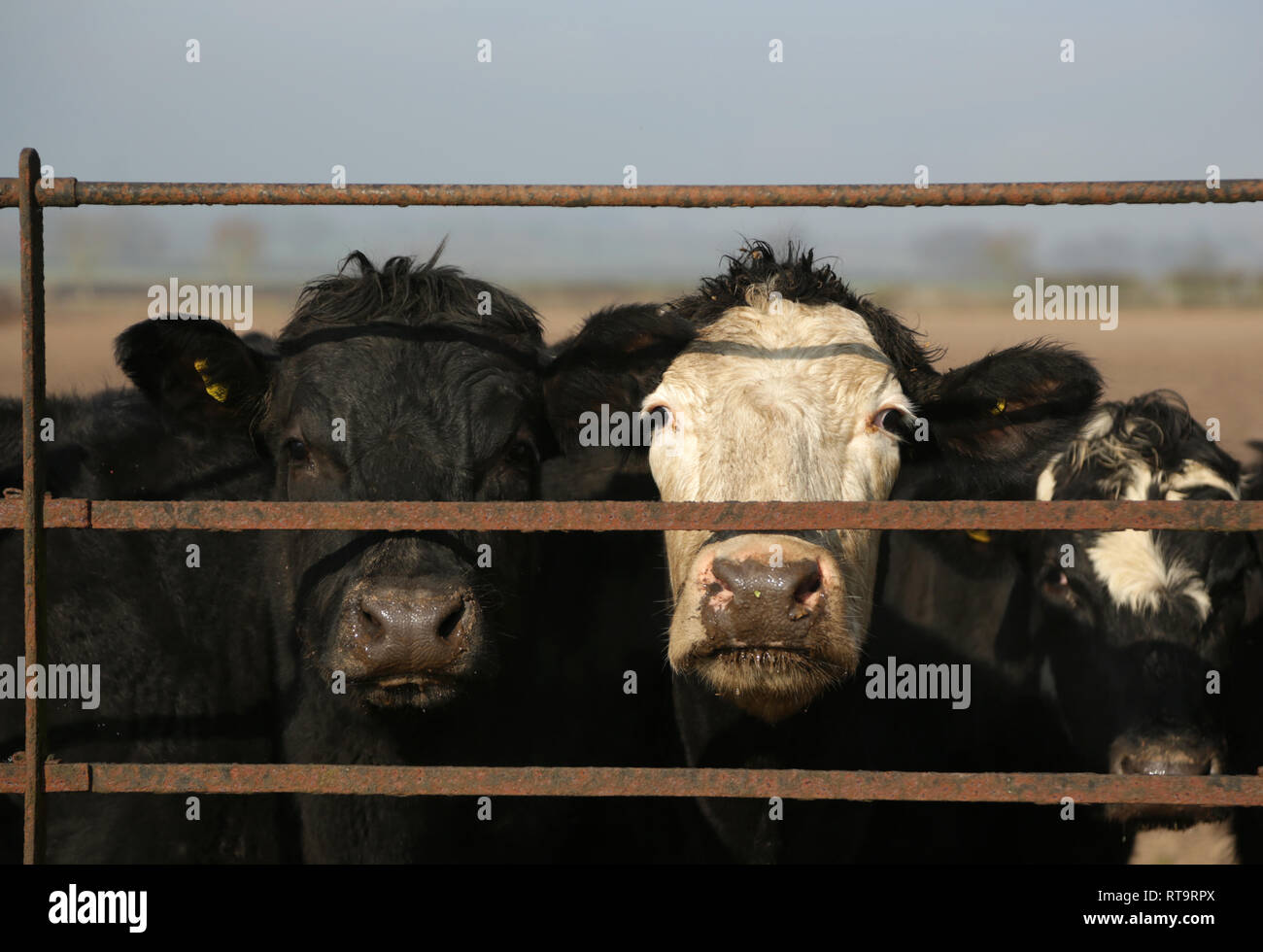 Group of cows by fence hi-res stock photography and images - Alamy