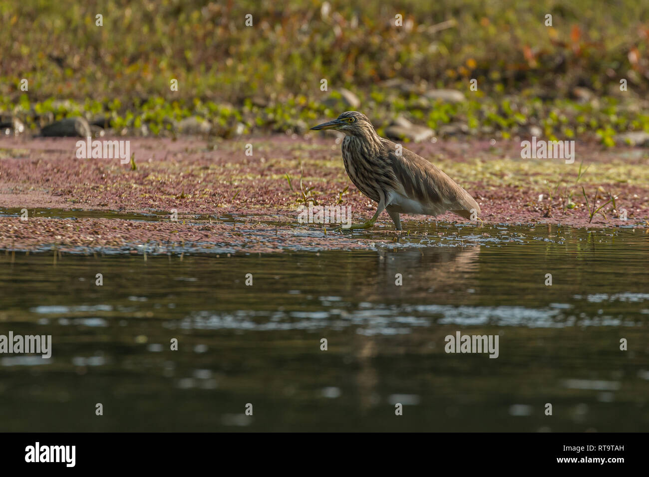Wild birds on a river in Chitwan National Park, Nepal Stock Photo - Alamy