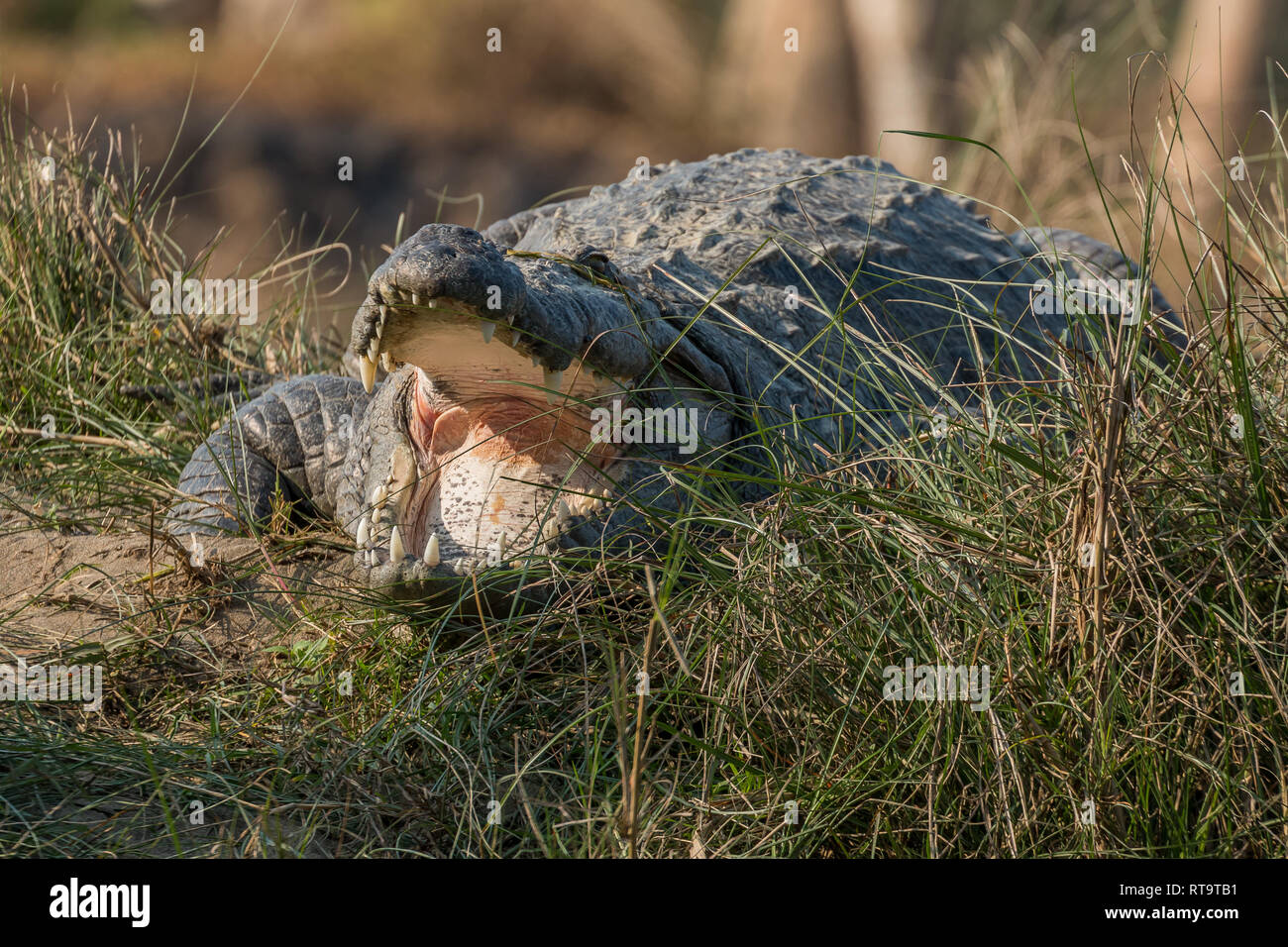Mugger crocodile (Crocodylus palustris) in Chitwan National Park, Nepal ...
