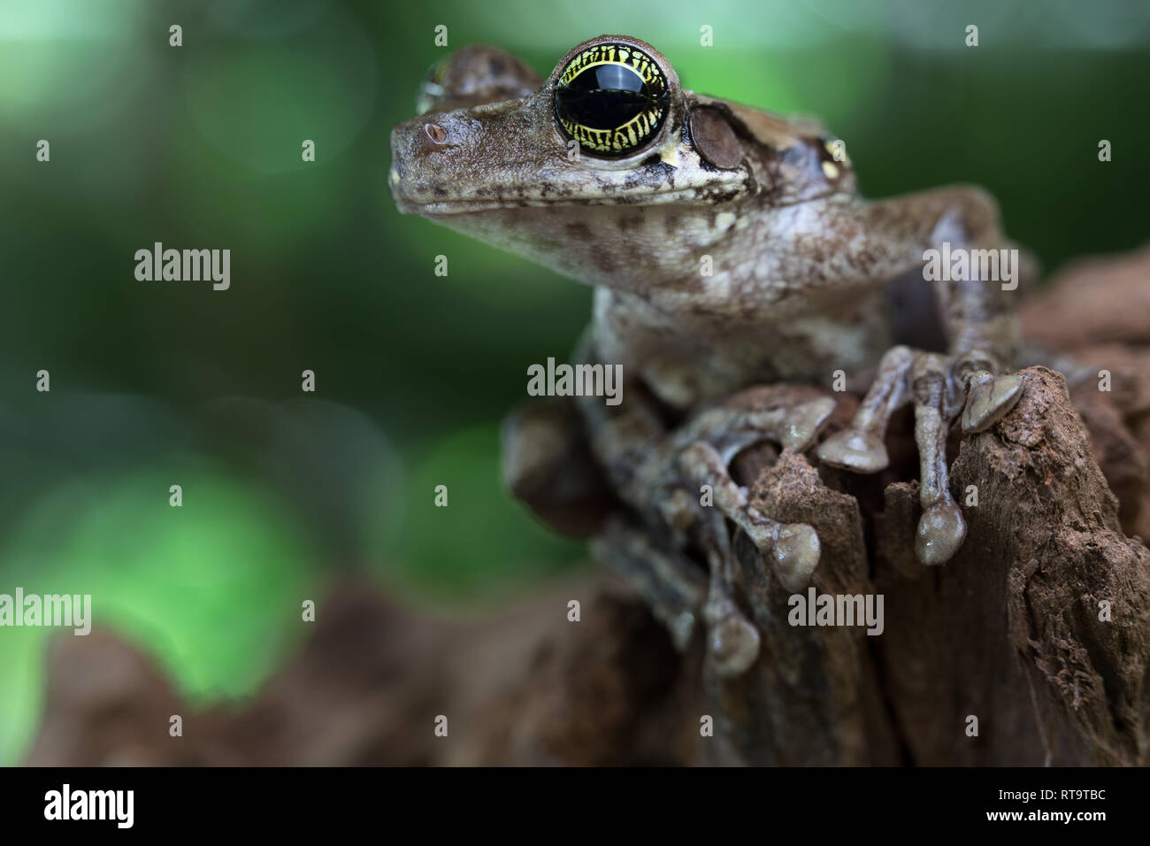 Exotic tree frog, Osteocephalus taurinus. A treefrog from the Amazon rain forest with beautiful ...