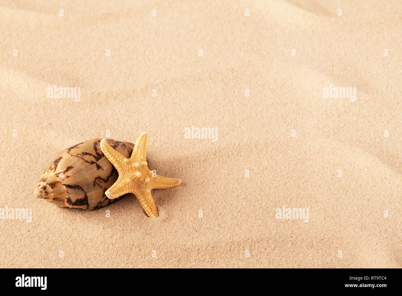 starfish and shellfish mollusk on sand tropical beach Stock Photo - Alamy