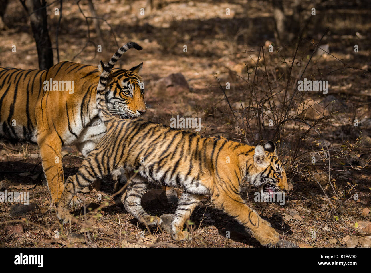 Bengal tiger family mother cubs hi-res stock photography and images - Alamy