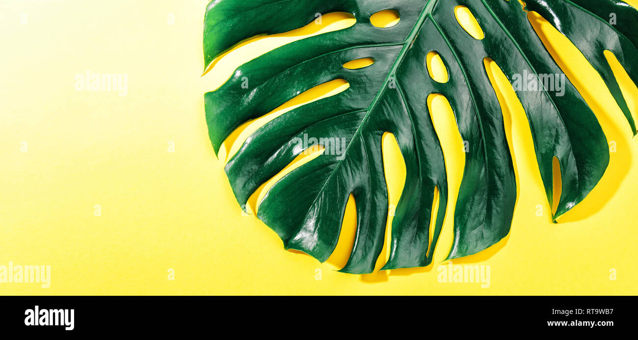 Monstera leaf on yellow background. View from above. Monstera ...