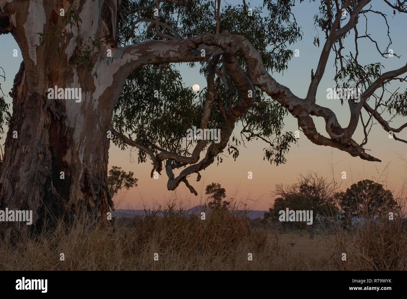 The moon rises as the colours from the sunset fill the sky, Beaudesert ...