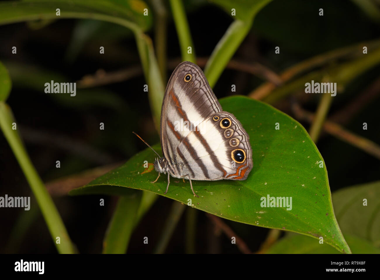 Satyr butterfly hi-res stock photography and images - Alamy