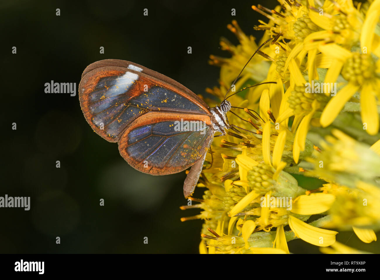 Clearwing butterfly hi-res stock photography and images - Alamy