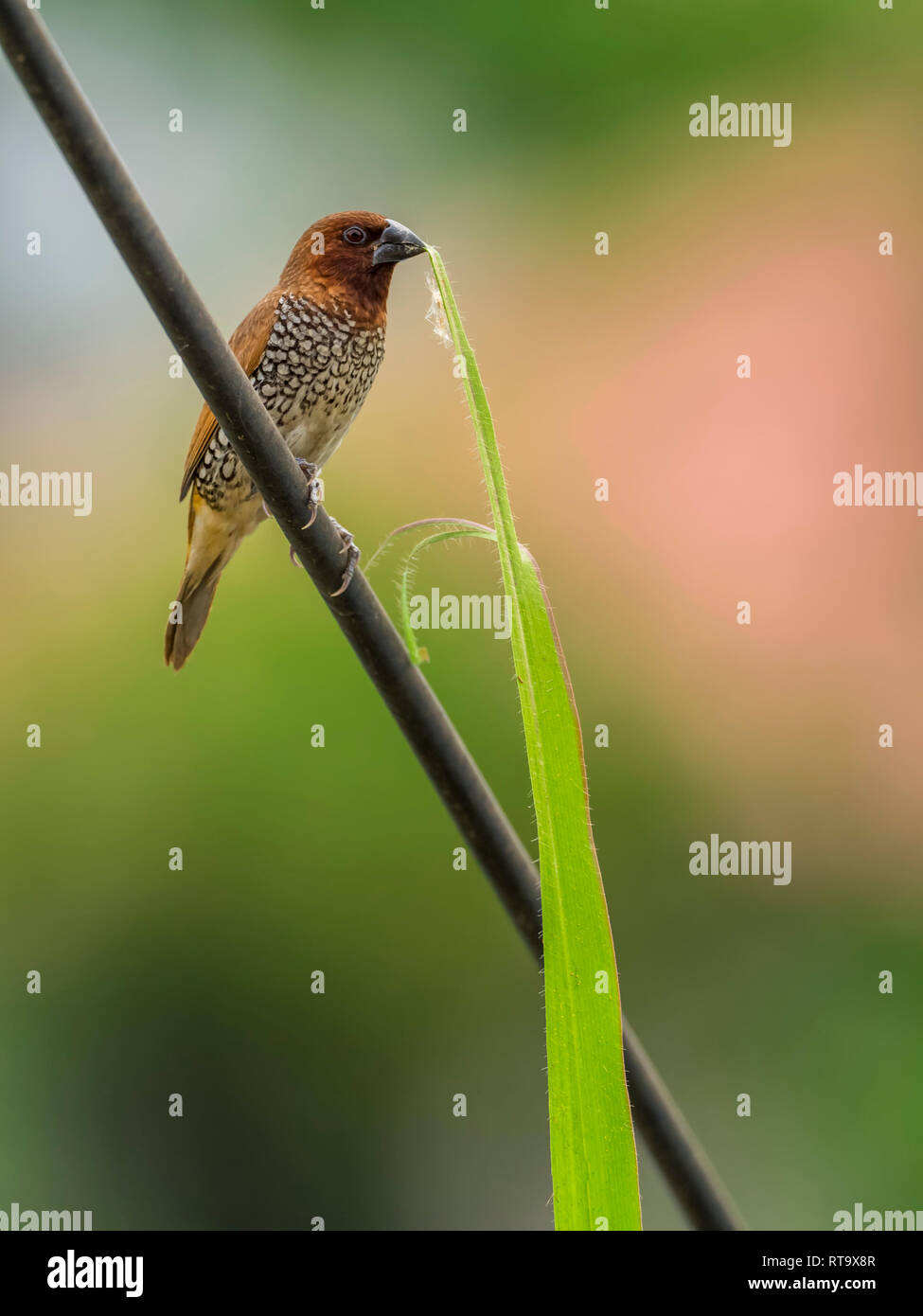 Scaly Breasted munia Stock Photo - Alamy