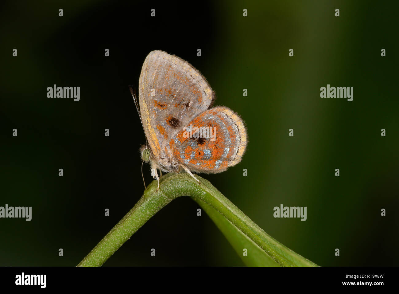 Simple Sarota Butterfly (Sarota acantus) resting on lead stem, Panama ...