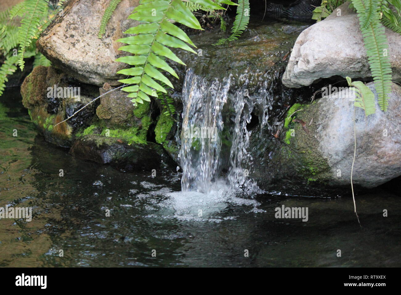 Chicago Conservatory High Resolution Stock Photography and Images - Alamy