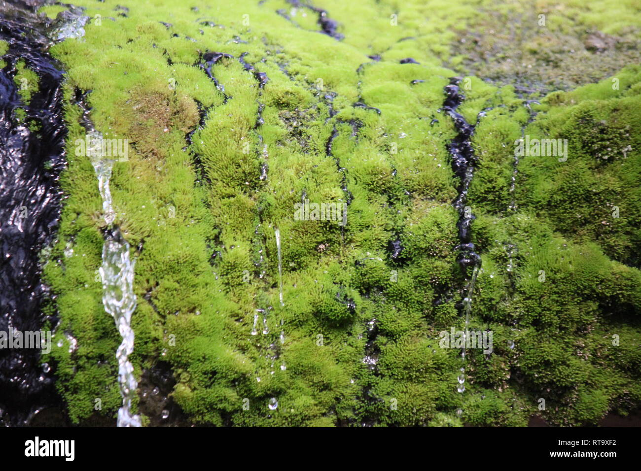 Beautiful small waterfall trickling over a Green moss covered rocky ...