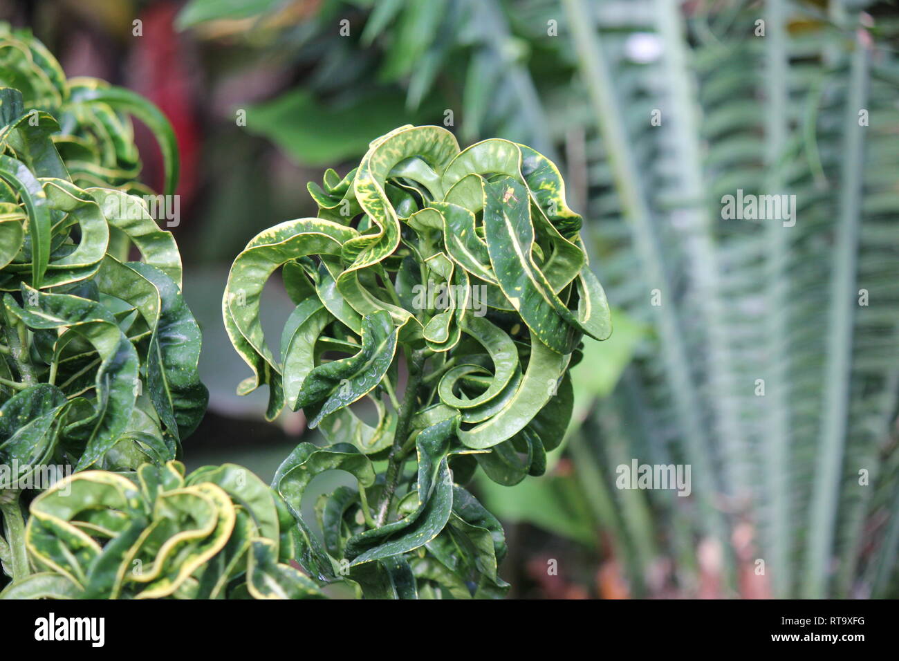 Curly Croton Plant Leaf