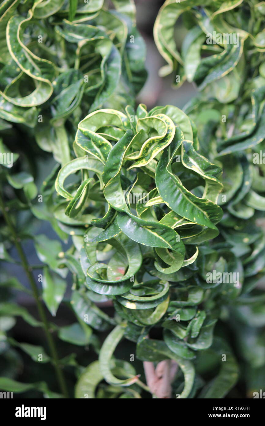 Beautiful cultivated Curly Leaf Croton, Croton Curly Boy, croton ...