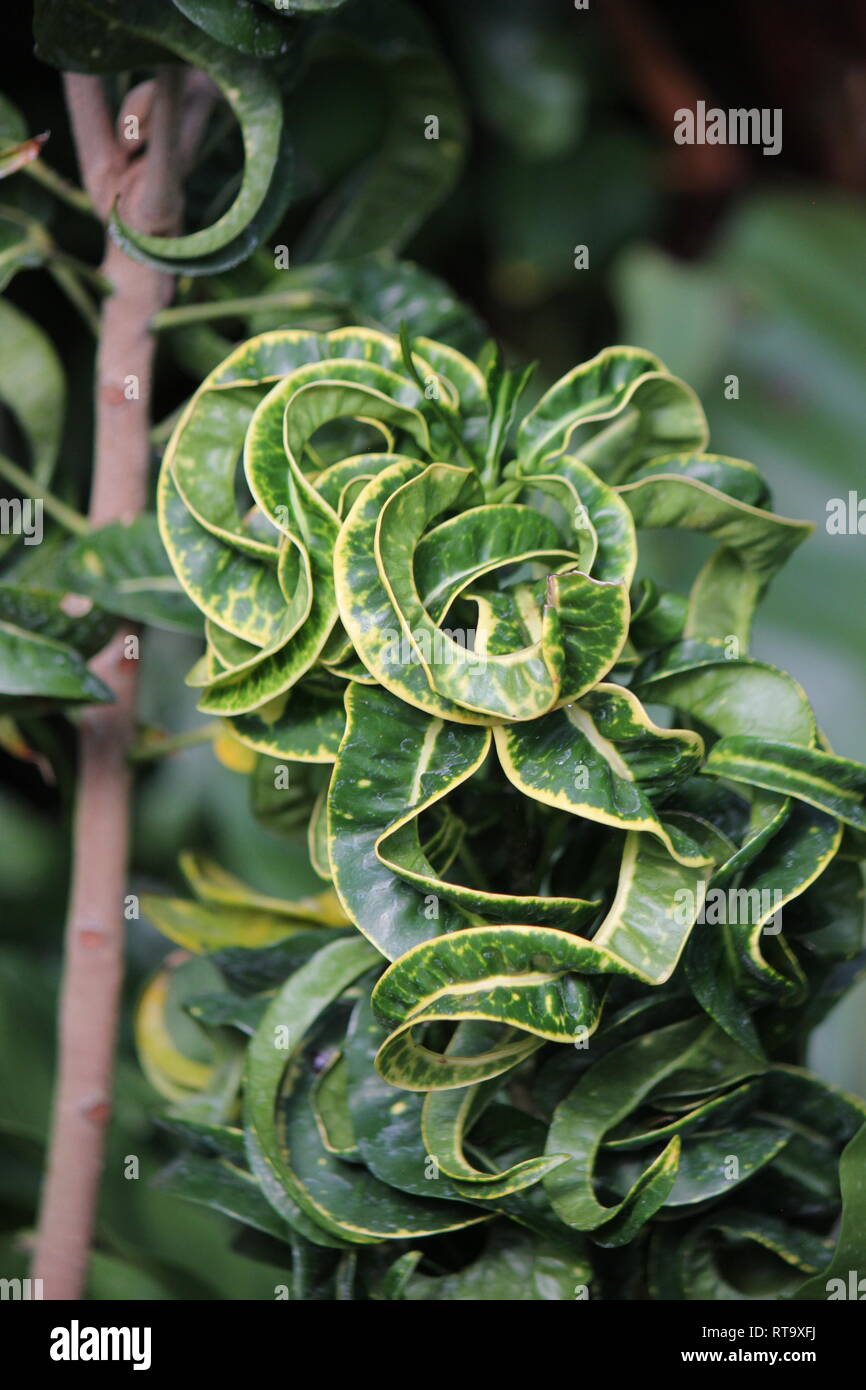 Beautiful cultivated Curly Leaf Croton, Croton Curly Boy, croton ...