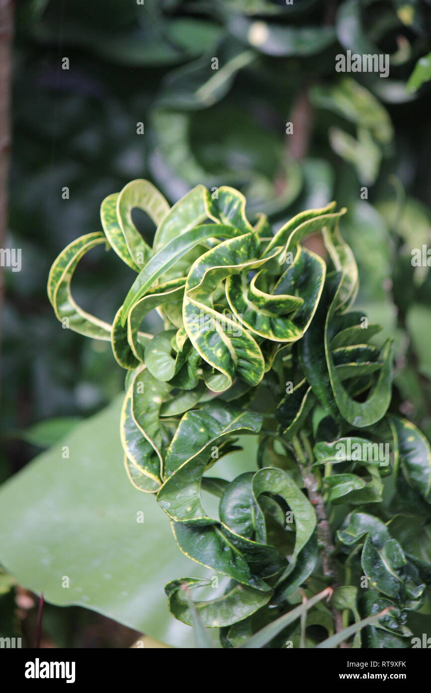 Beautiful cultivated Curly Leaf Croton, Croton Curly Boy, croton ...