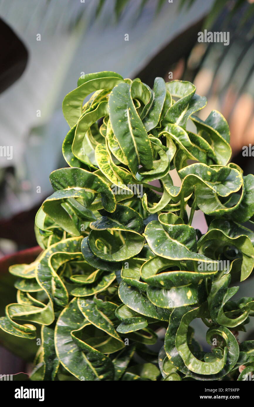 Curly Croton Plant Leaf