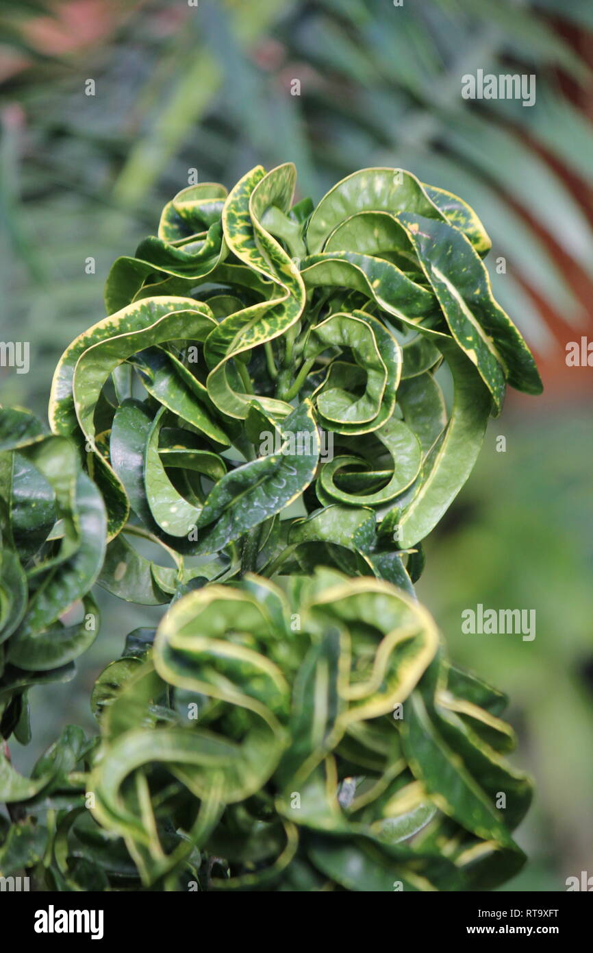 Curly Croton Plant Leaf