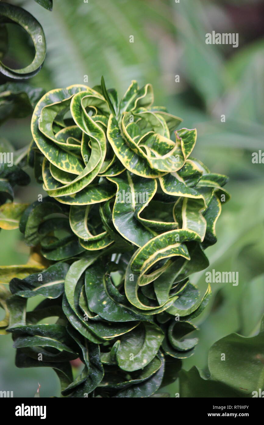 Beautiful cultivated Curly Leaf Croton, Croton Curly Boy, croton ...