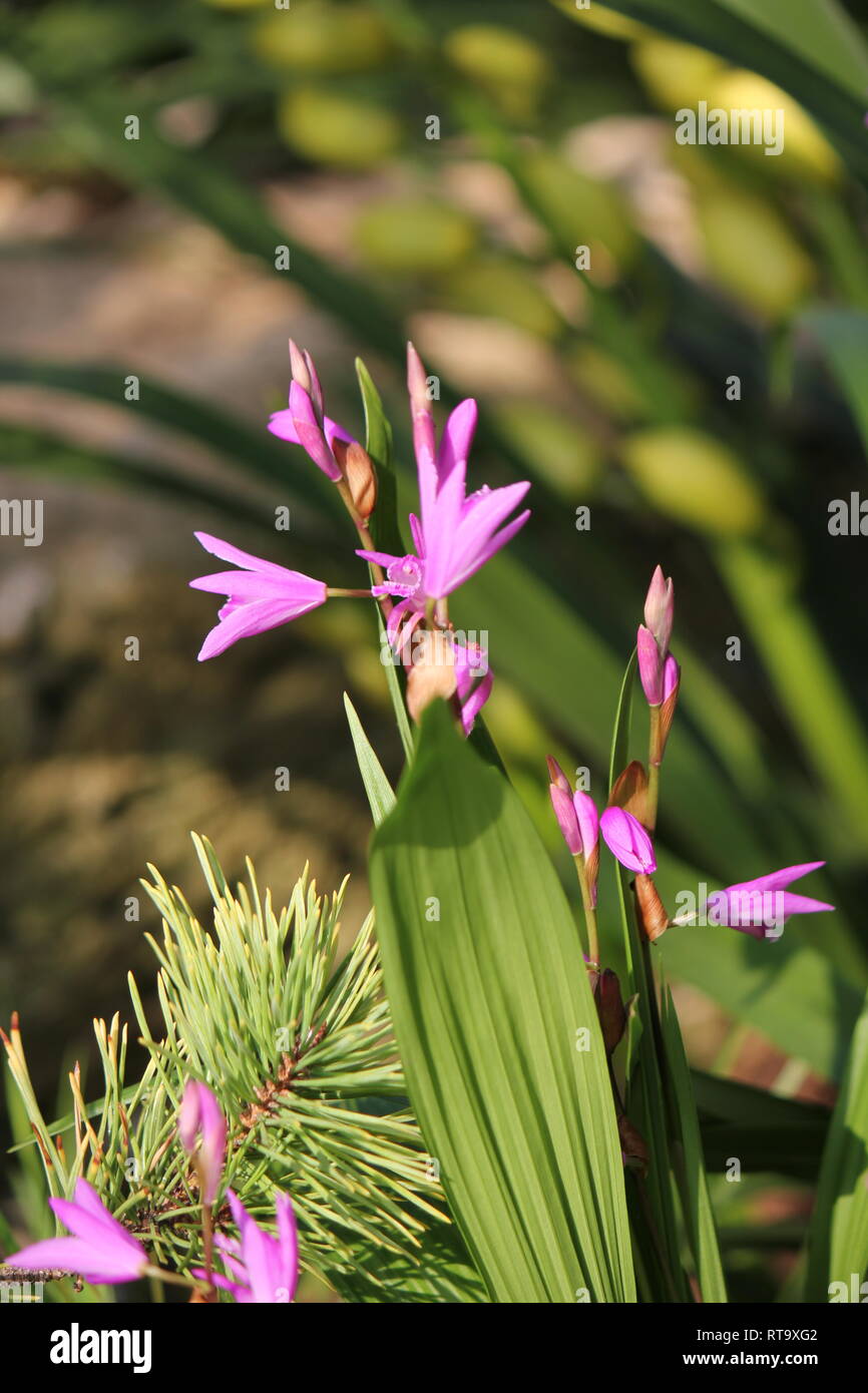 Beautiful cultivated flowering purple orchid, bletilla striata, plant ...