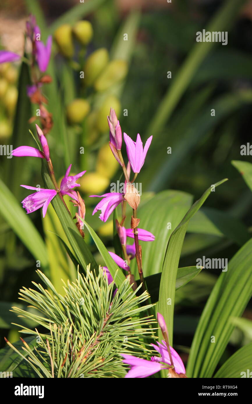 Beautiful cultivated flowering purple orchid, bletilla striata, plant ...