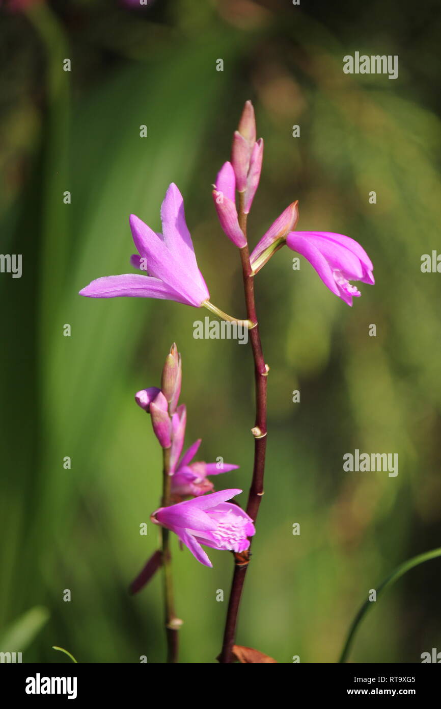 Beautiful cultivated flowering purple orchid, bletilla striata, plant ...