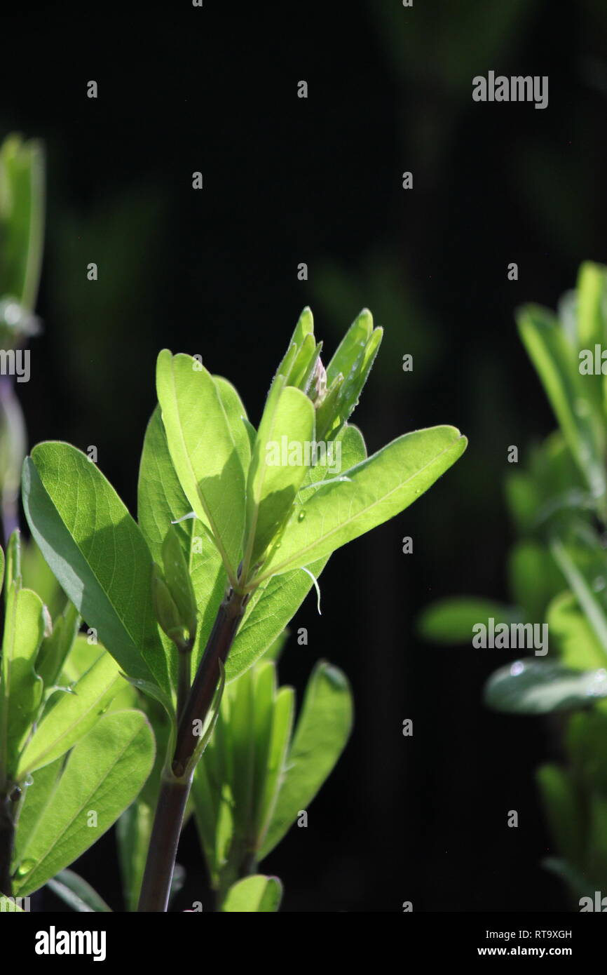 Beautiful cultivated, false indigo, Baptisia australis, blue wild ...