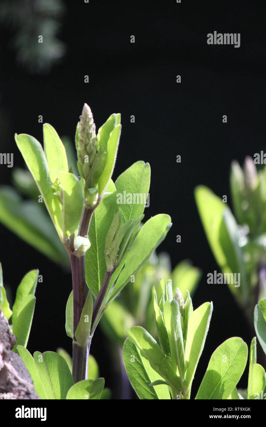 Indigo weed hi-res stock photography and images - Alamy