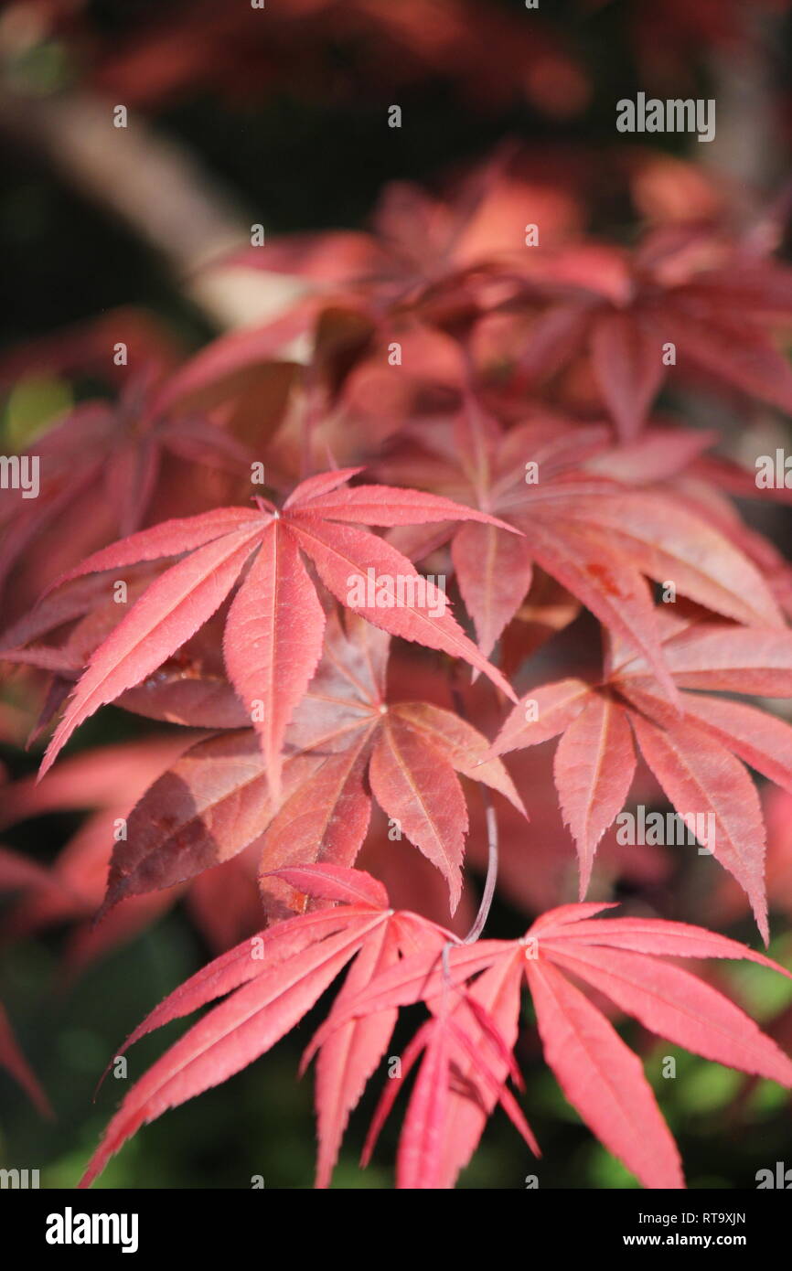 Beautiful cultivated Japanese red maple tree leaves growing in the ...