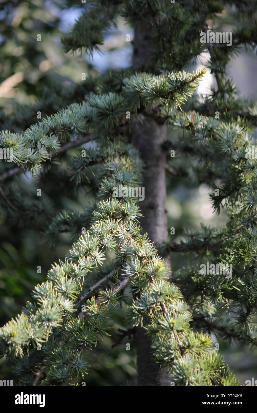 Prickly Cedar High Resolution Stock Photography and Images - Alamy
