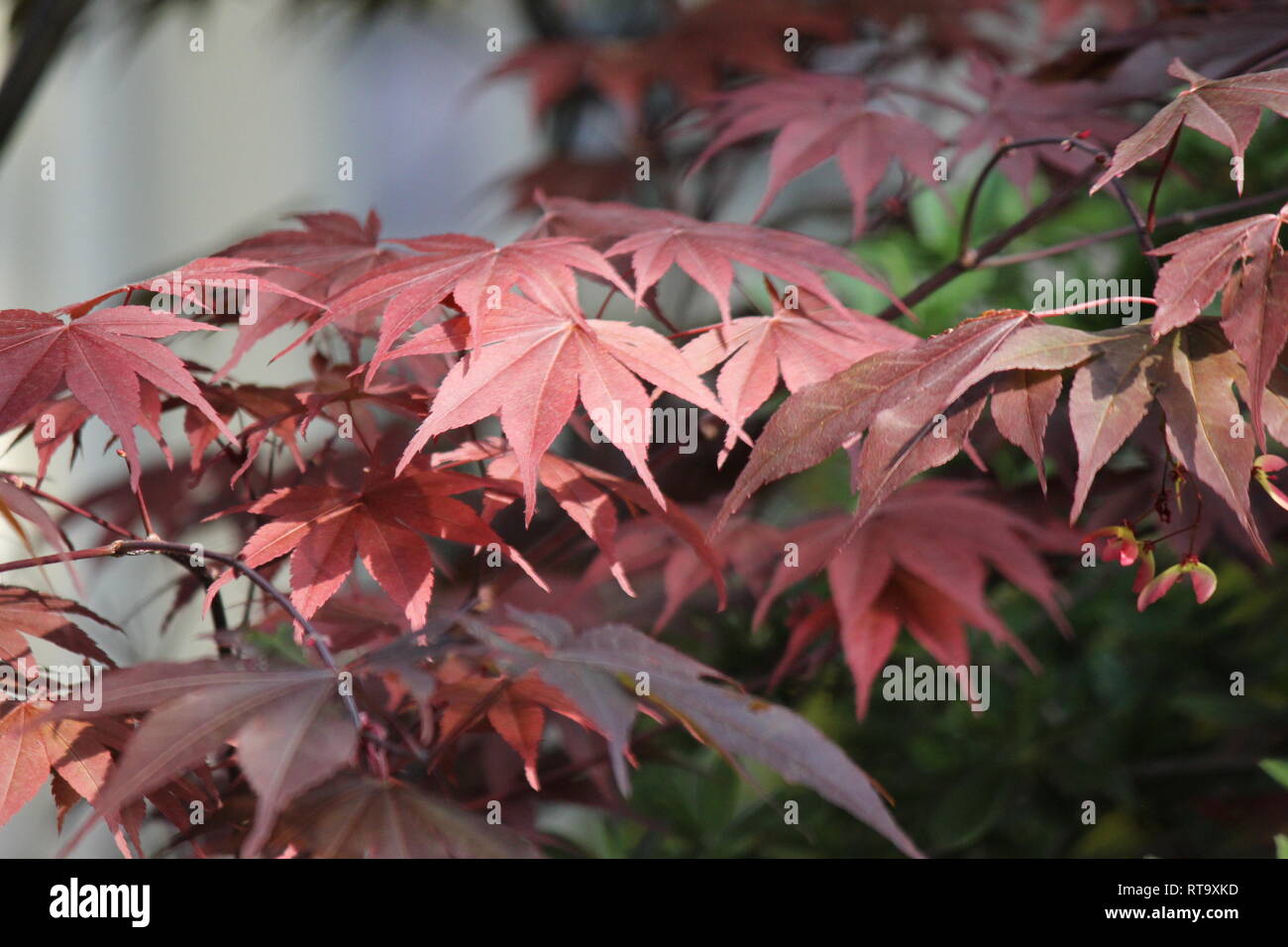 Beautiful cultivated Japanese red maple tree leaves growing in the ...