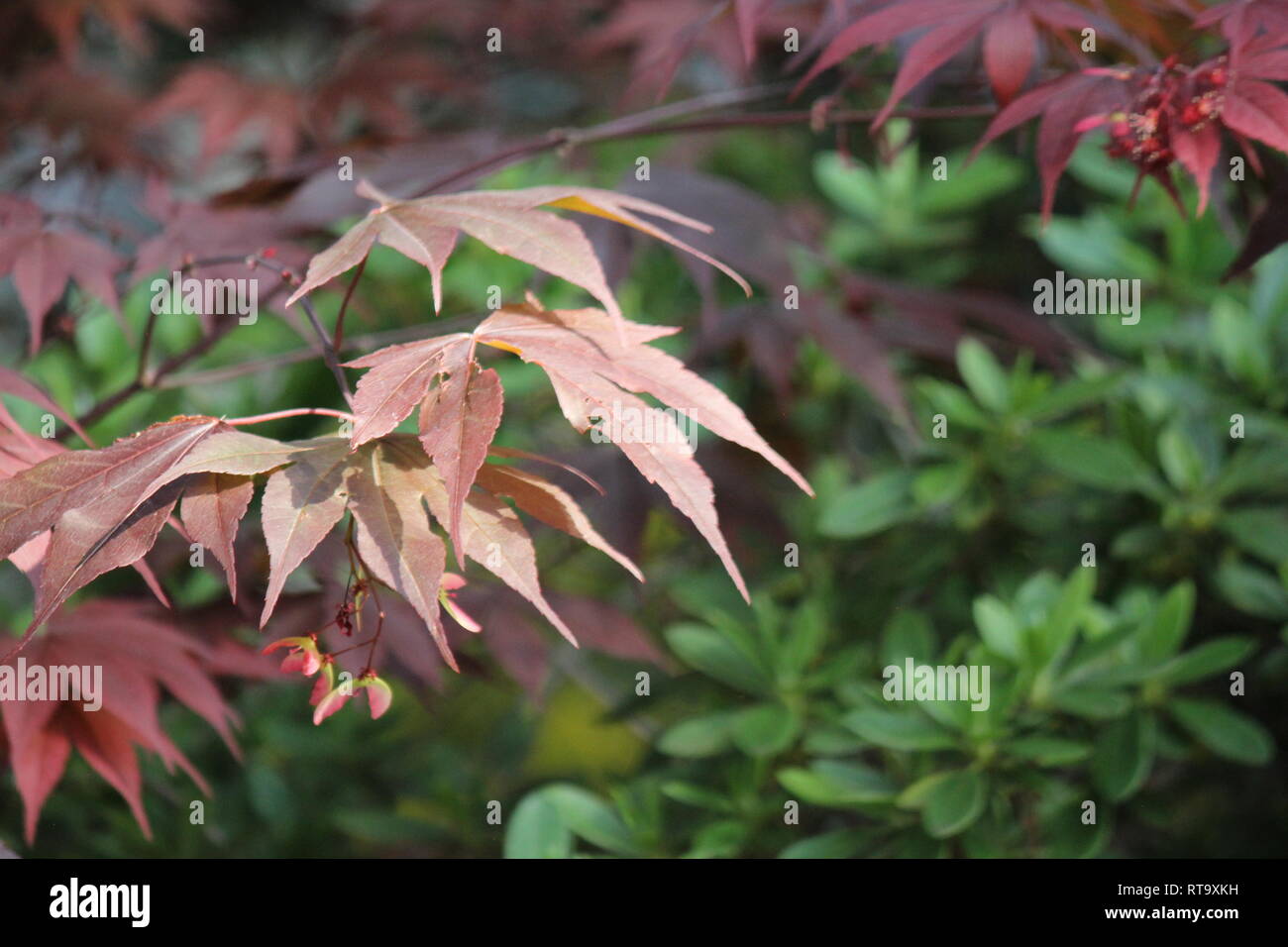 Beautiful cultivated Japanese red maple tree leaves growing in the ...