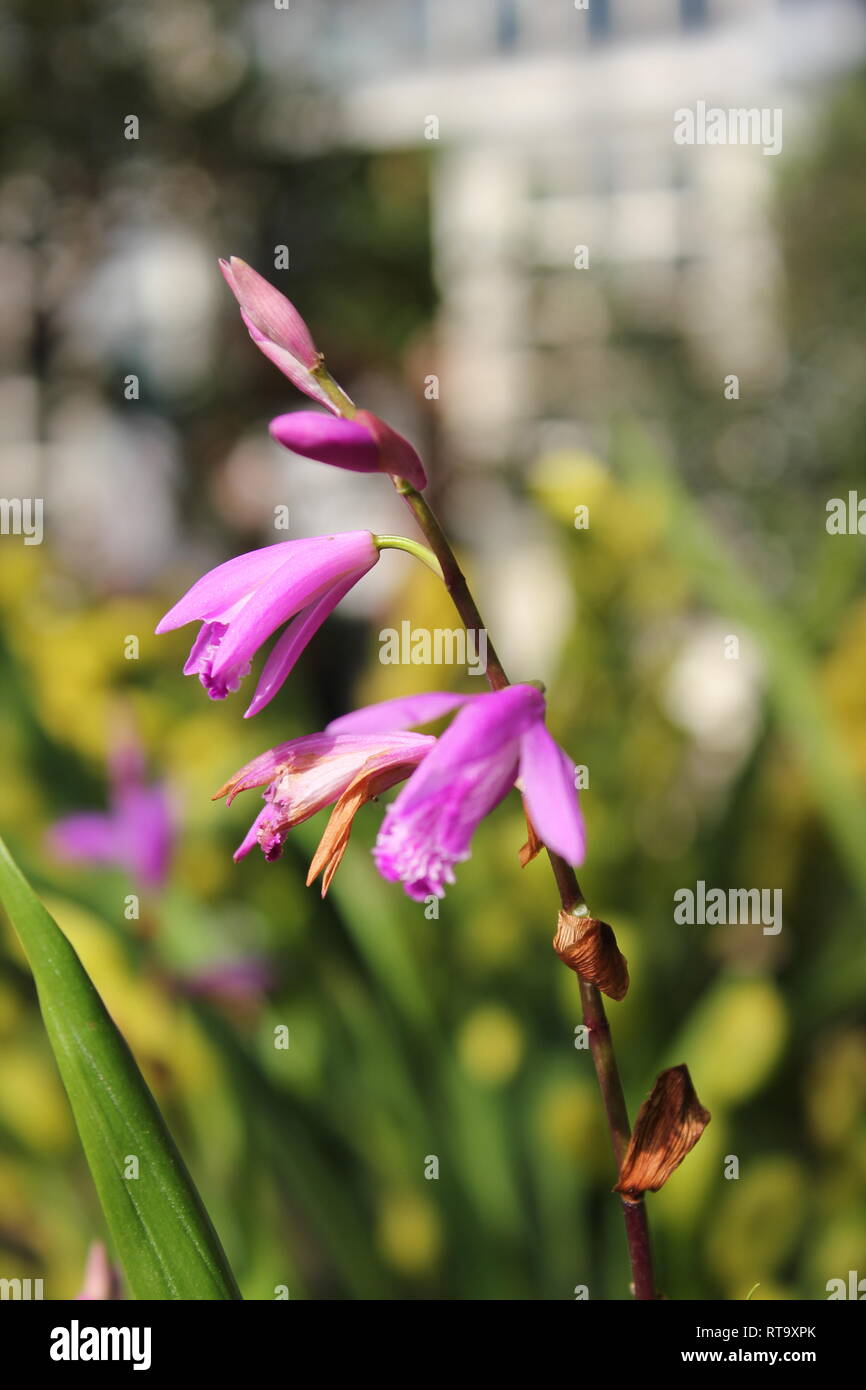 Beautiful cultivated flowering purple orchid, bletilla striata, plant ...