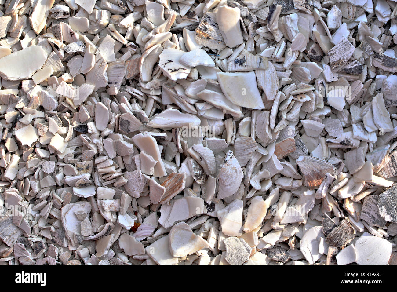 Crushed white seashell paving background. Closeup of broken white ...