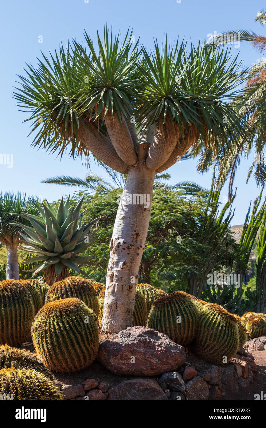 Cactus collection growing in a botanical garden Stock Photo - Alamy