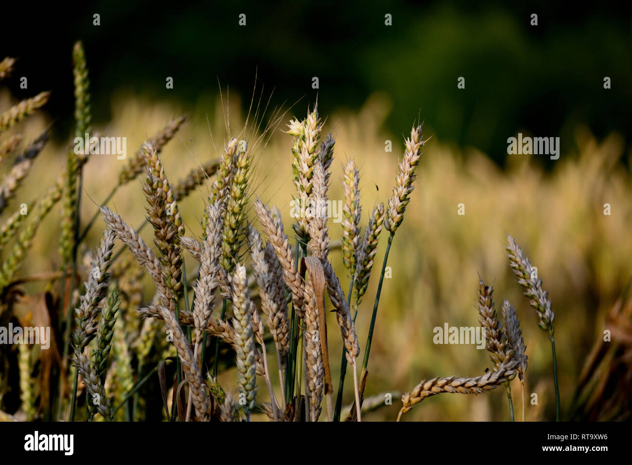 Mature wheat in field, Triticum dicoccum, close up Stock Photo - Alamy