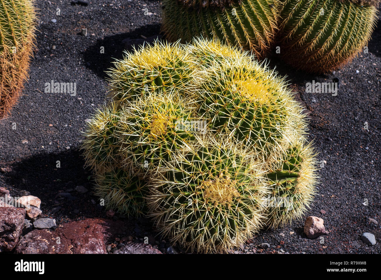 Cactus collection growing in a botanical garden Stock Photo - Alamy