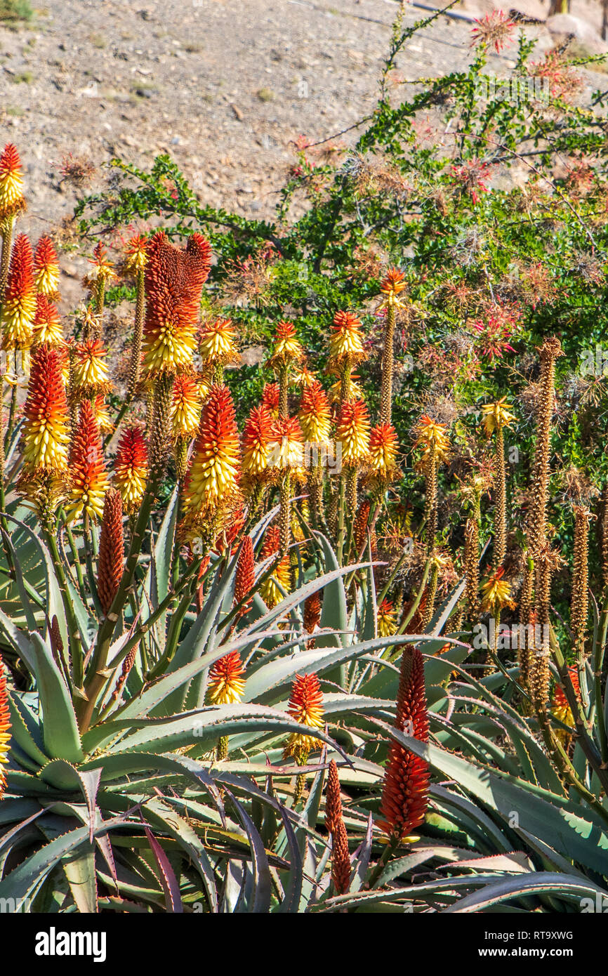 Cactus collection growing in a botanical garden Stock Photo - Alamy