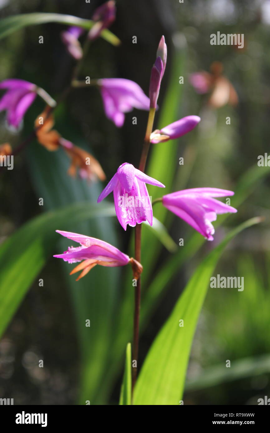 Beautiful cultivated flowering purple orchid, bletilla striata, plant ...