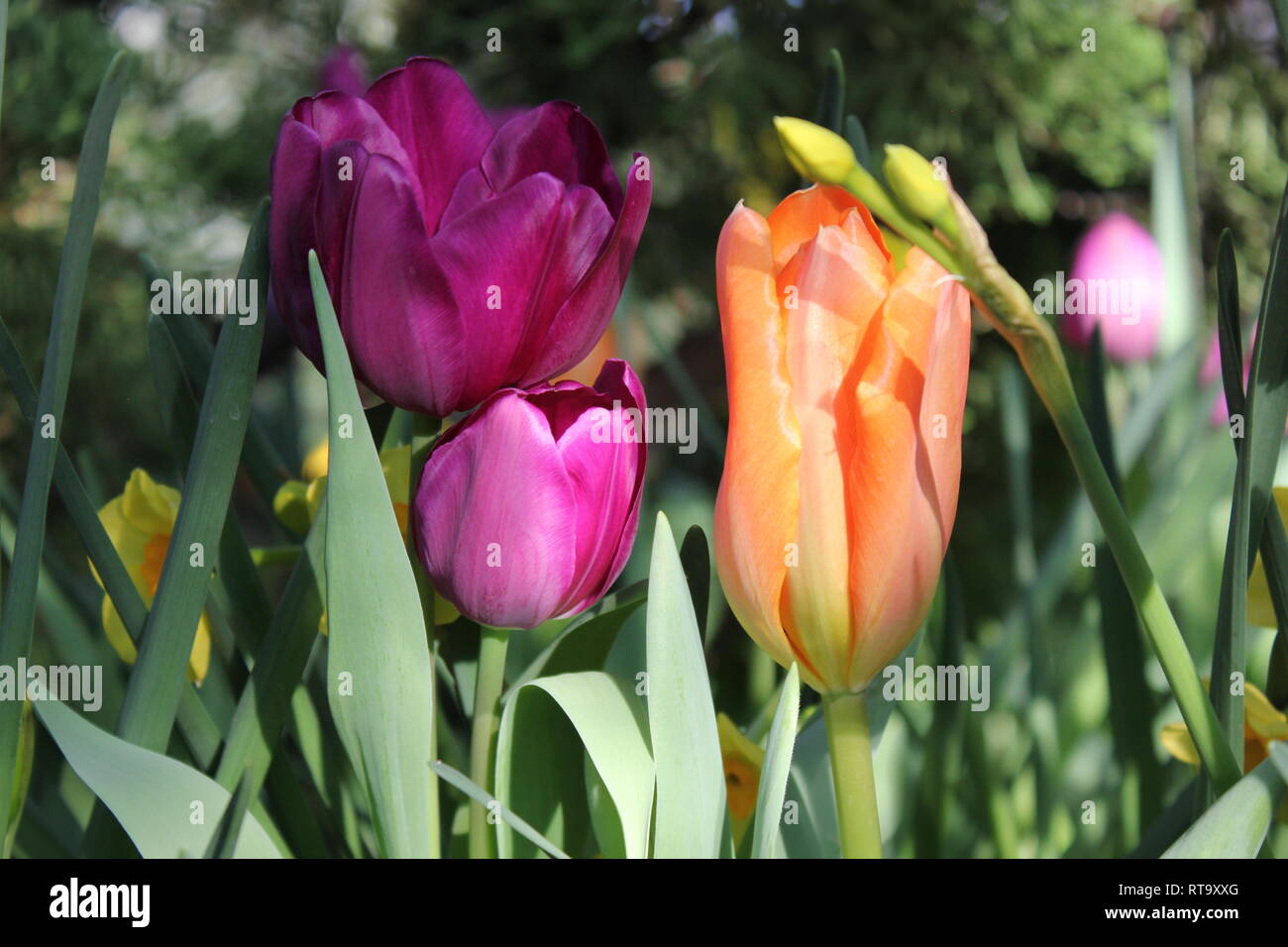 Three beautiful cultivated flowering tulip flowers growing in the ...