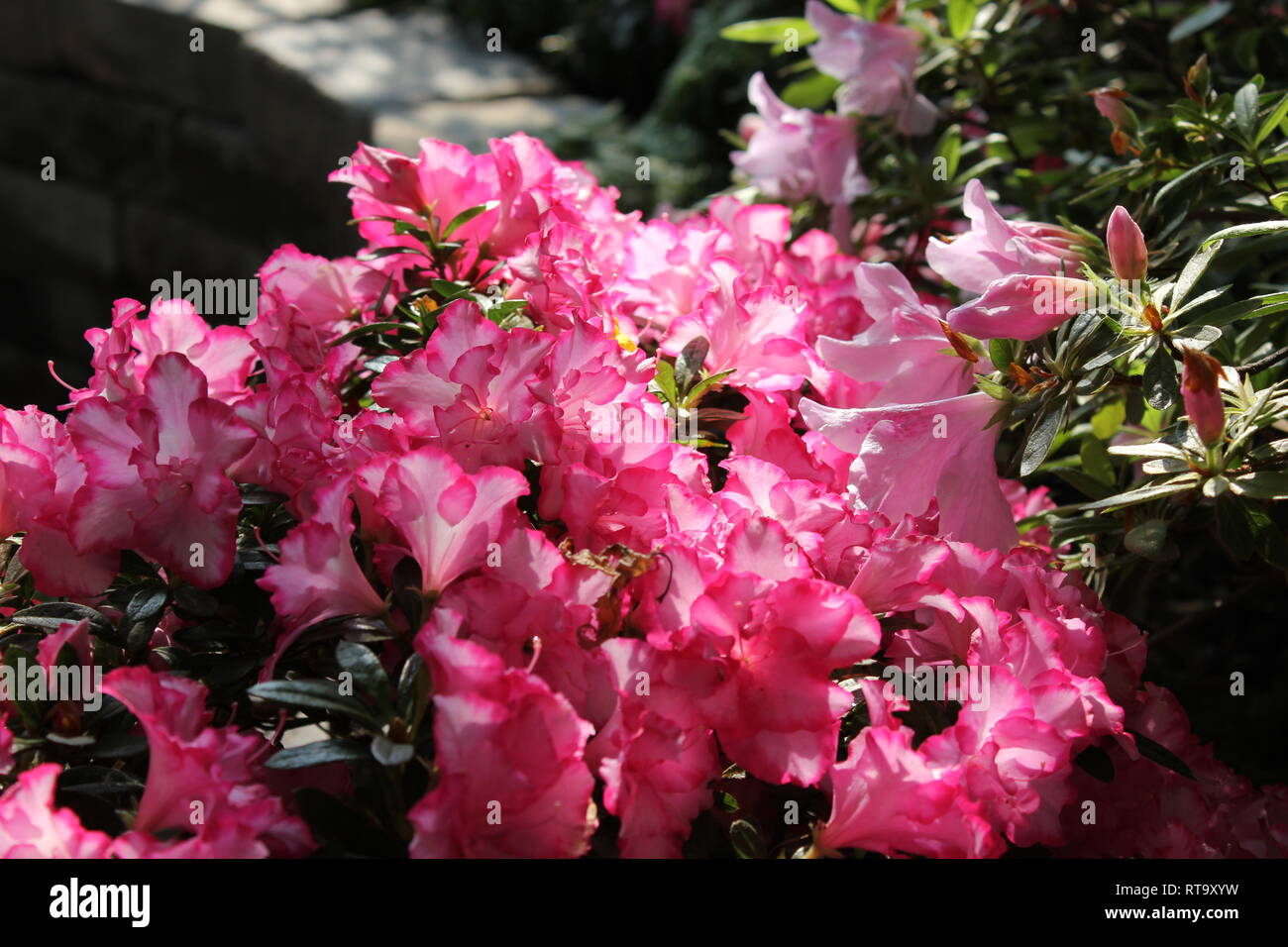 Beautiful, flawless white with pink fringe Phoenicia rhododendron ...