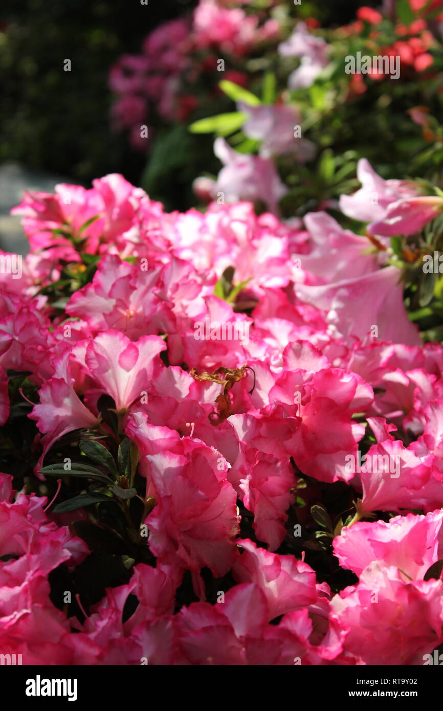 Beautiful, flawless white with pink fringe Phoenicia rhododendron ...